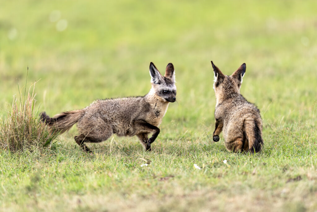 Bat-eared foxes: The elusive member of the dog family – Paws Trails ...