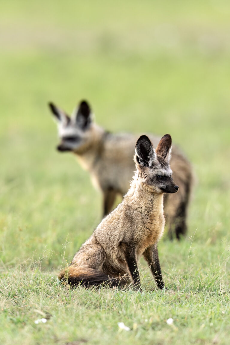 Bat-eared foxes: The elusive member of the dog family – Paws Trails ...