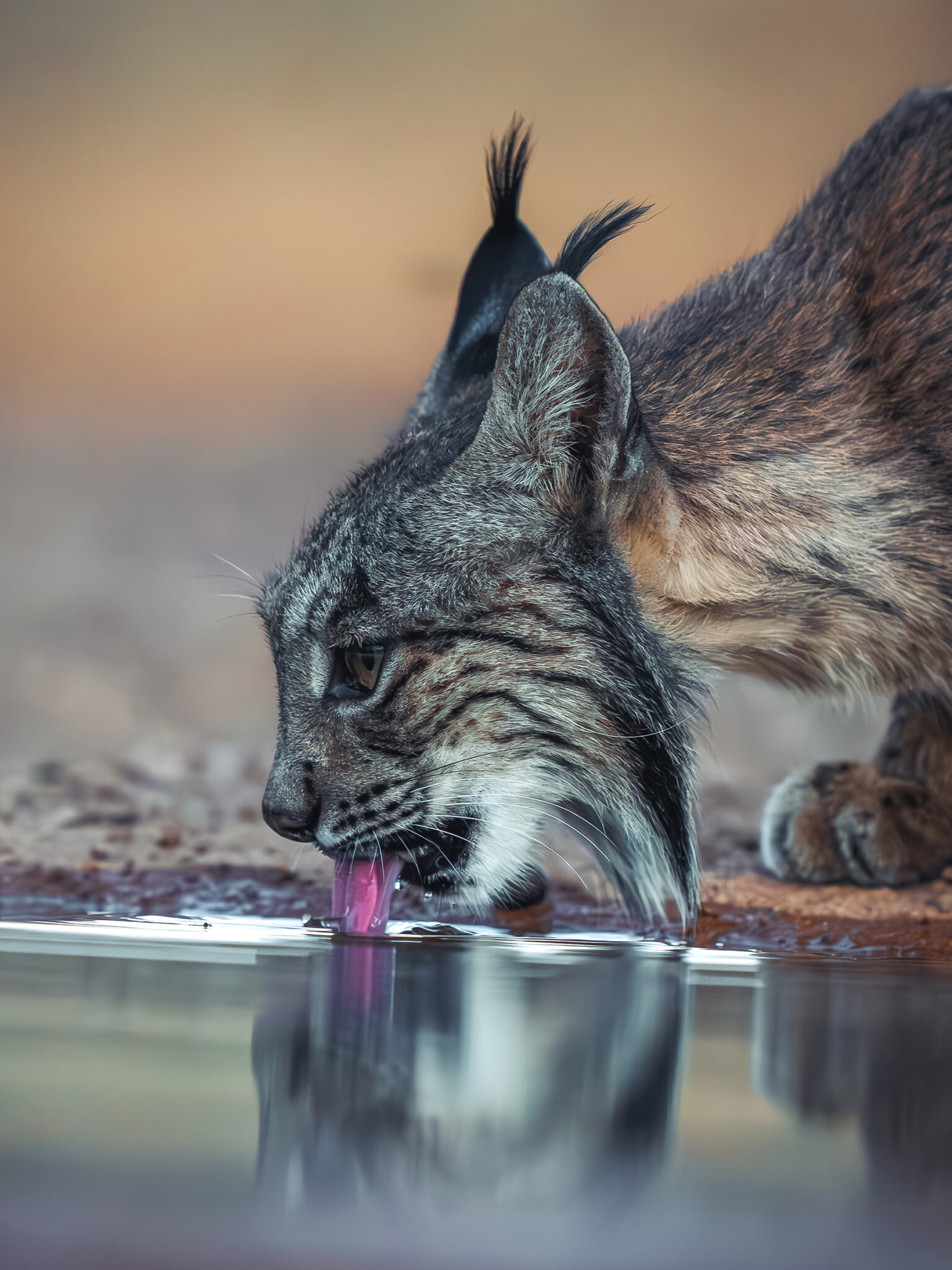 Return of the Missing Lynx: A Wild Comeback in Iberia – Paws Trails ...