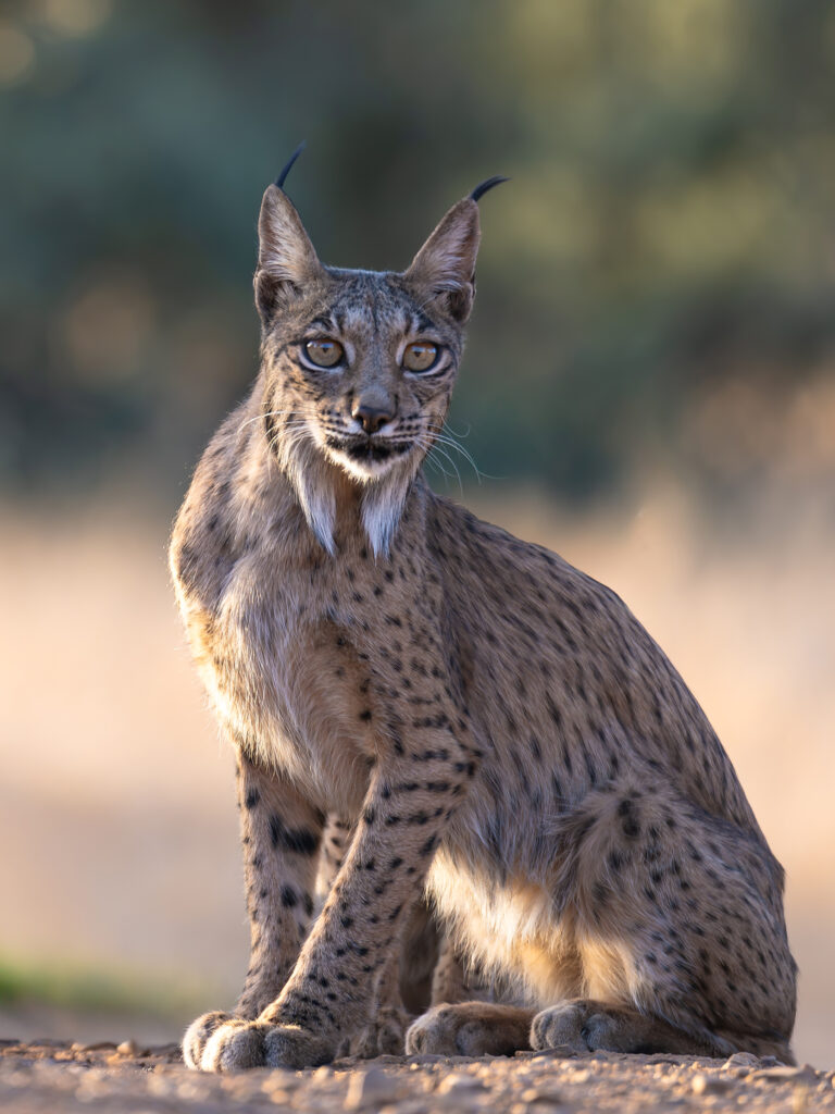 Return of the Missing Lynx: A Wild Comeback in Iberia – Paws Trails ...