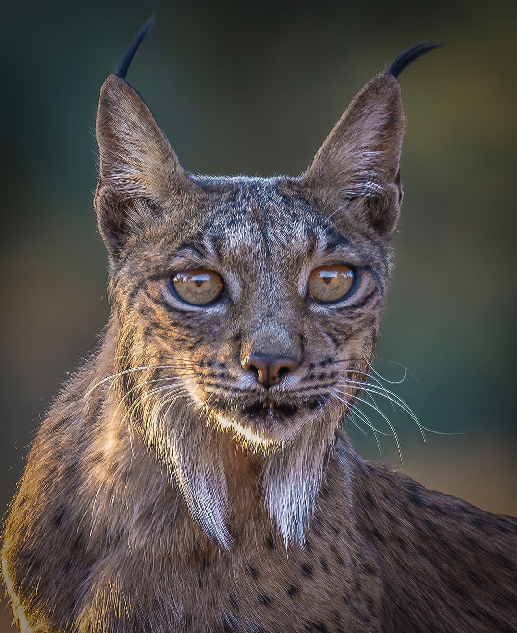 Return of the Missing Lynx: A Wild Comeback in Iberia – Paws Trails ...