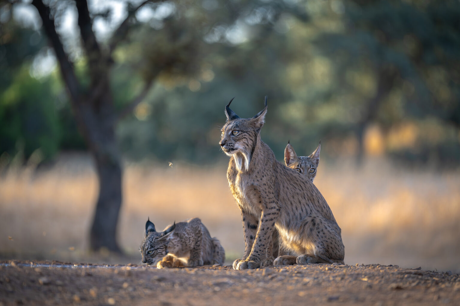 Return of the Missing Lynx: A Wild Comeback in Iberia – Paws Trails ...