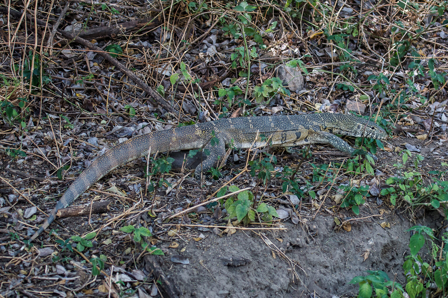 The Nile Monitor: Africa’s Aquatic Giant – Paws Trails Magazine ...