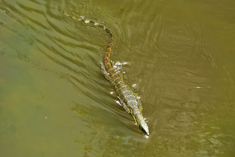 The Nile Monitor: Africa’s Aquatic Giant – Paws Trails Magazine ...