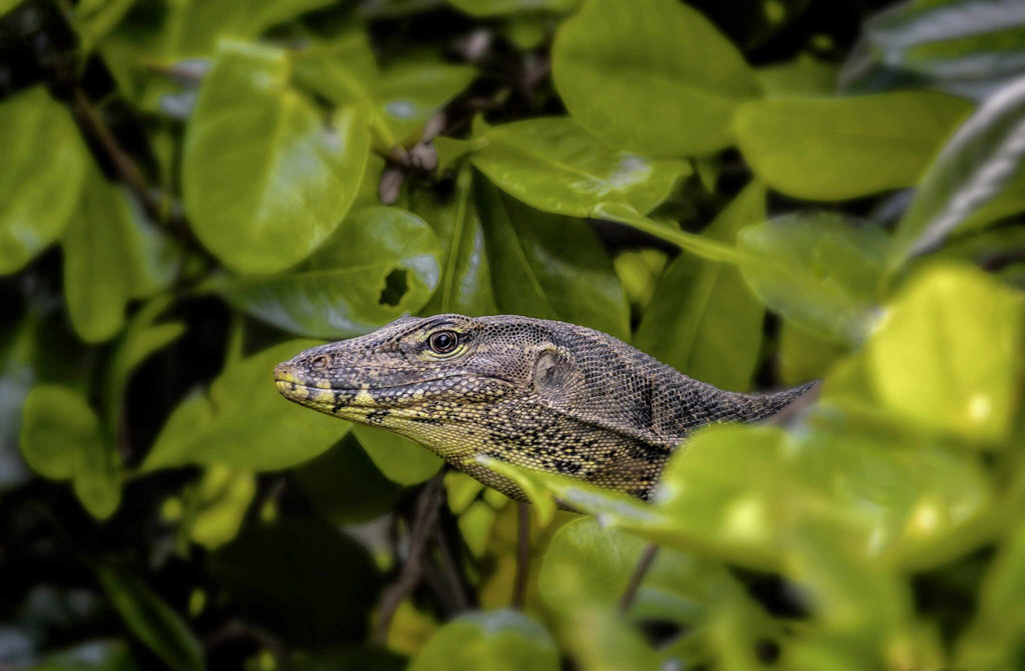 The Nile Monitor: Africa’s Aquatic Giant – Paws Trails Magazine ...