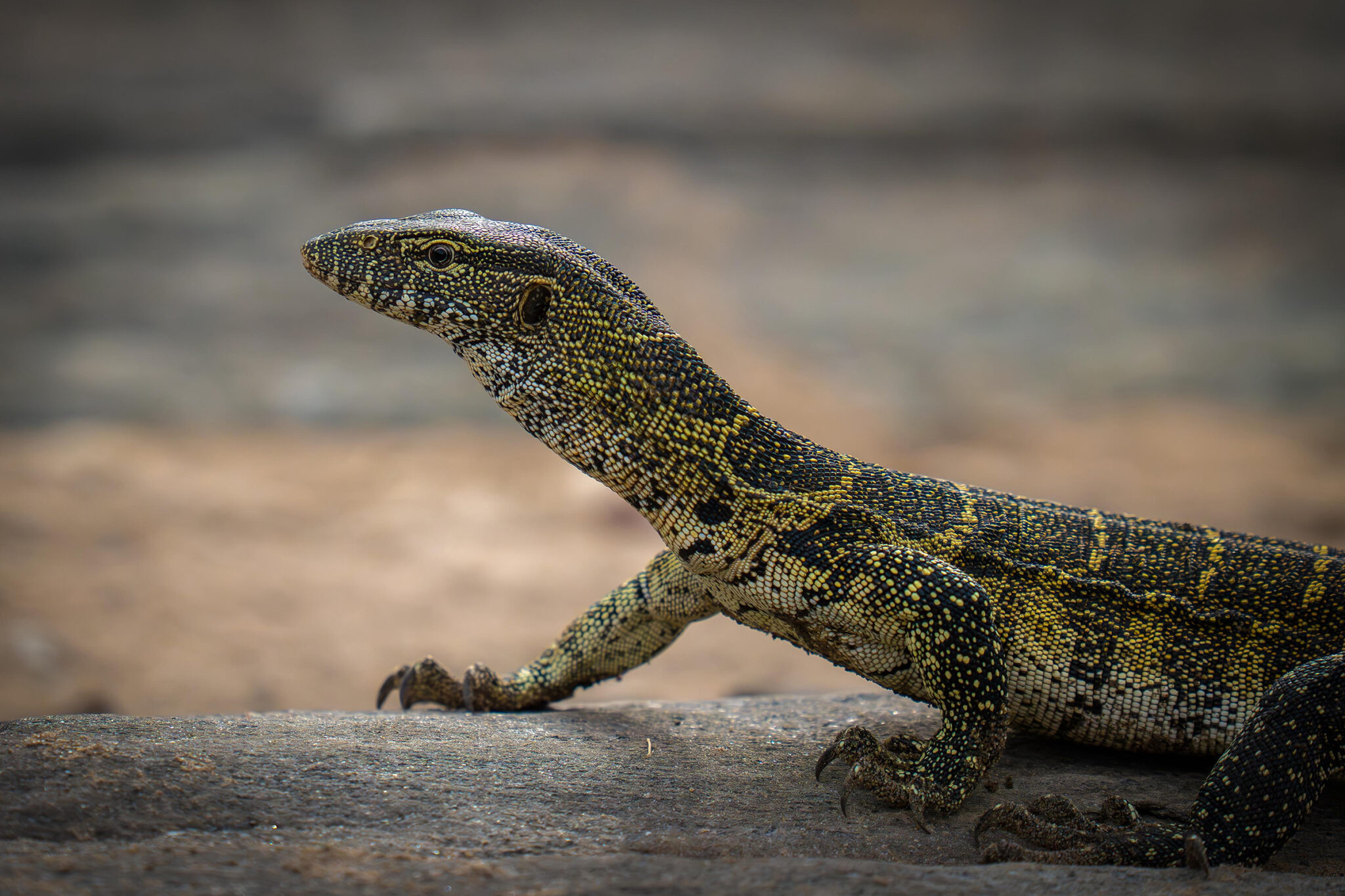 The Nile Monitor: Africa’s Aquatic Giant – Paws Trails Magazine ...