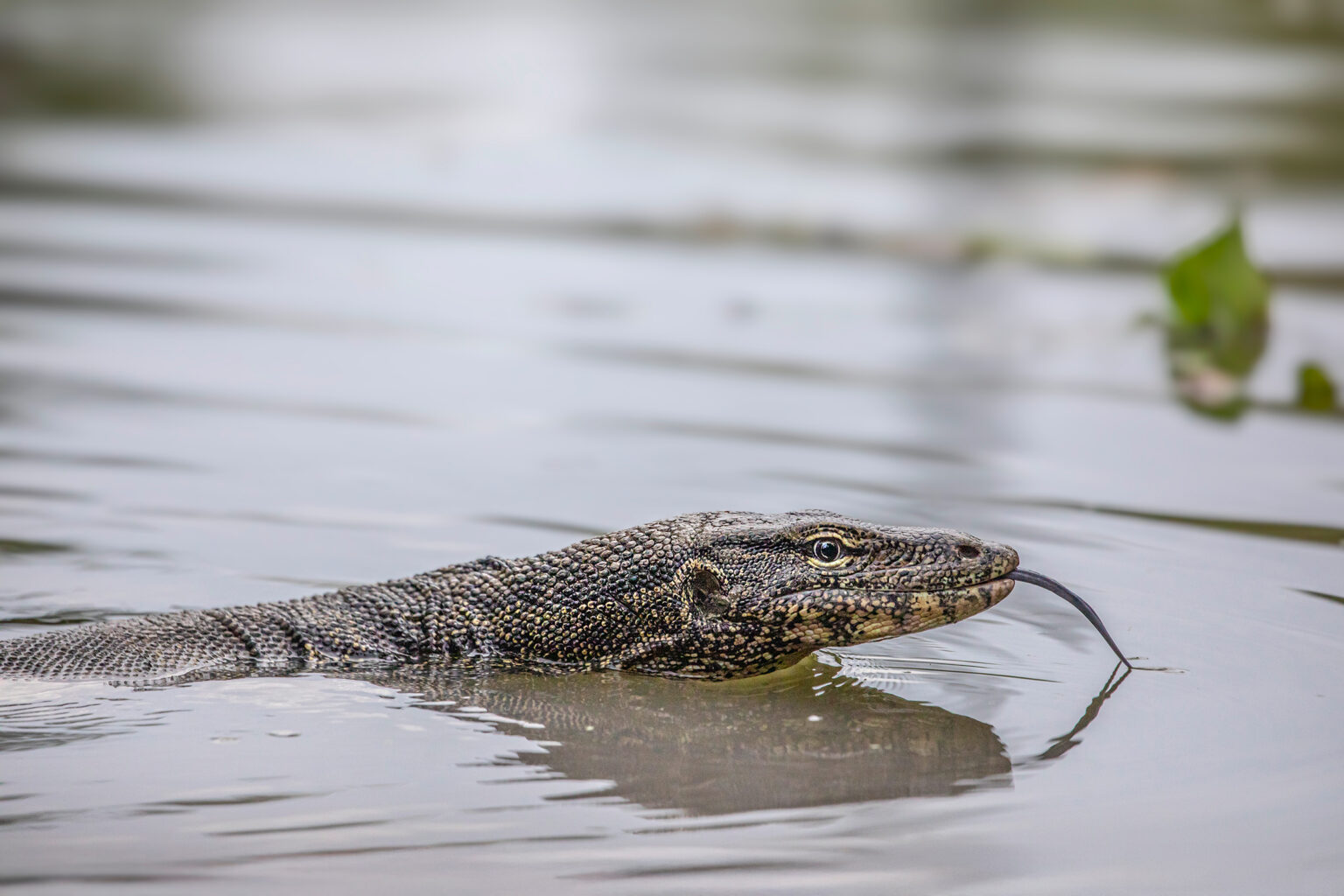 The Nile Monitor: Africa’s Aquatic Giant – Paws Trails Magazine ...