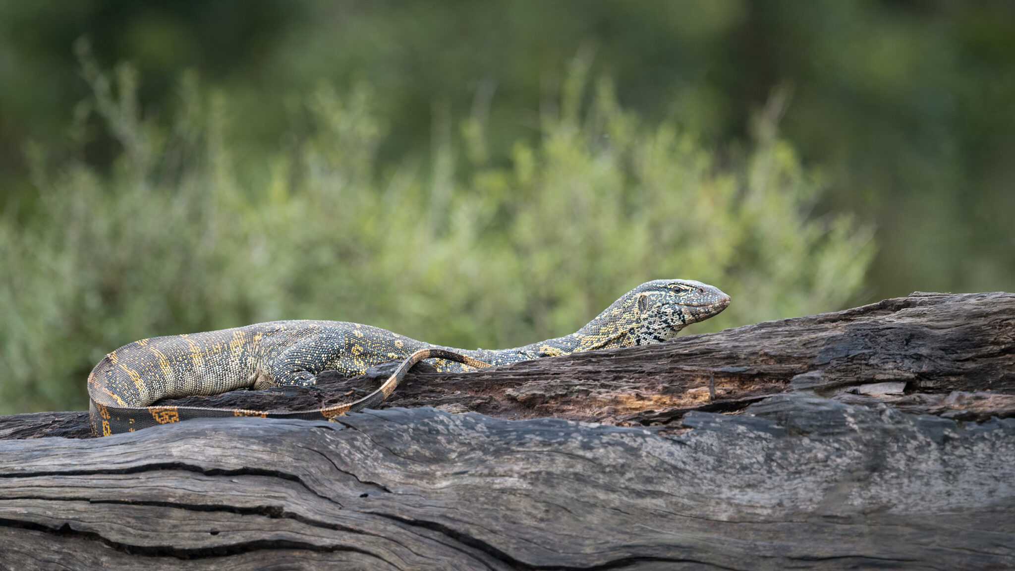 The Nile Monitor: Africa’s Aquatic Giant – Paws Trails Magazine ...