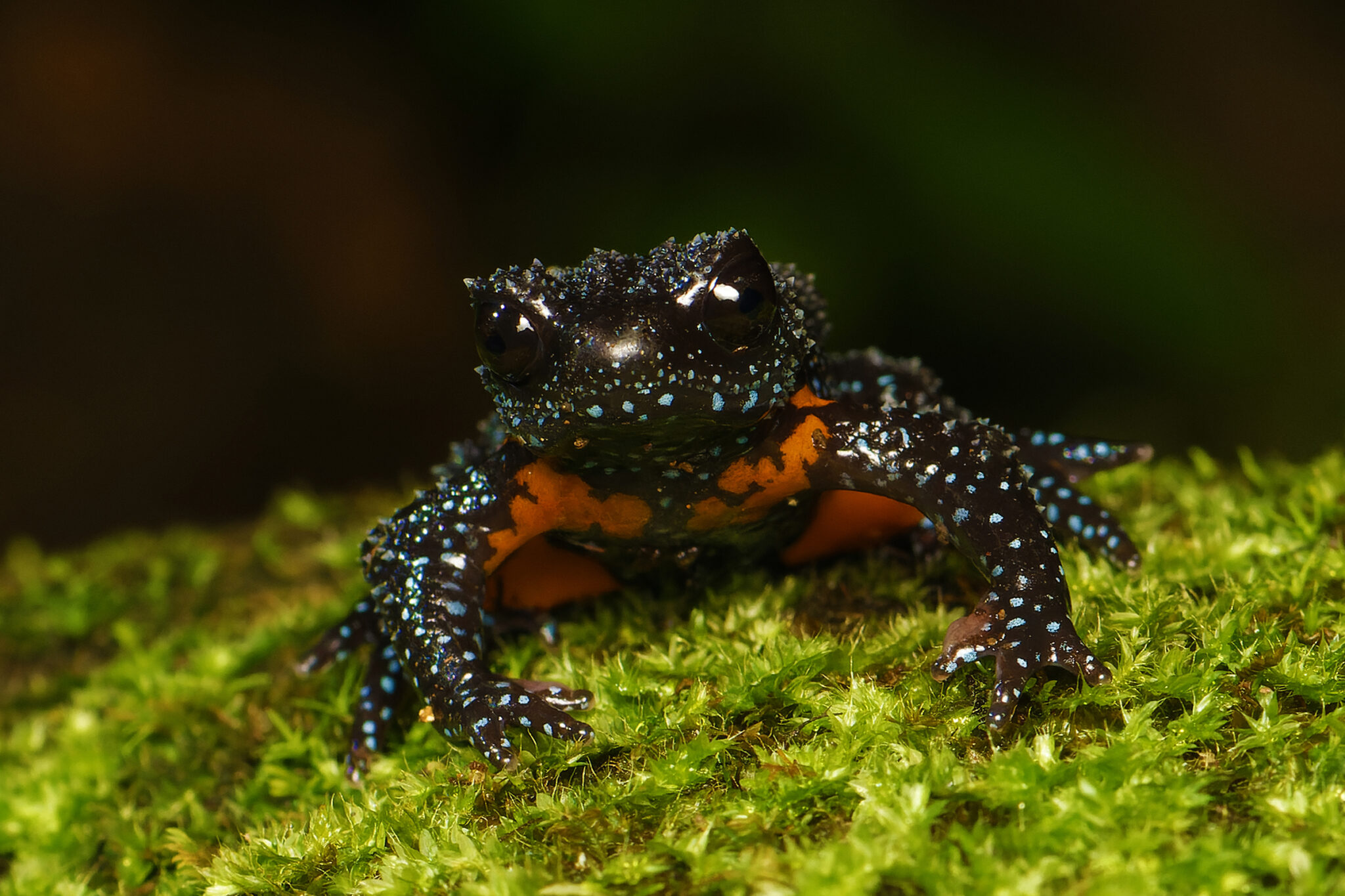 A Starry Sky on the Sanctified Forest Floor:the Galaxy Frog – Paws ...