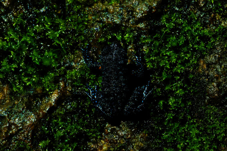 A Starry Sky on the Sanctified Forest Floor:the Galaxy Frog – Paws ...