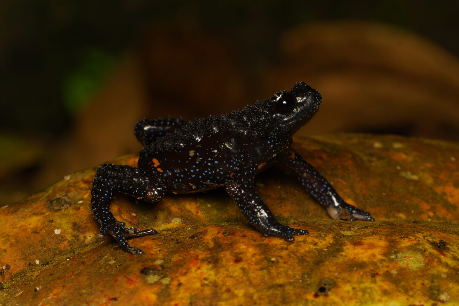A Starry Sky on the Sanctified Forest Floor:the Galaxy Frog – Paws ...