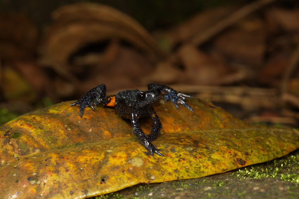 A Starry Sky on the Sanctified Forest Floor:the Galaxy Frog – Paws ...
