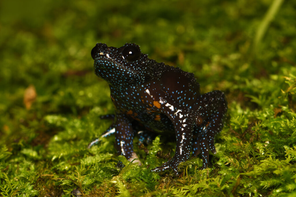 A Starry Sky on the Sanctified Forest Floor:the Galaxy Frog – Paws ...