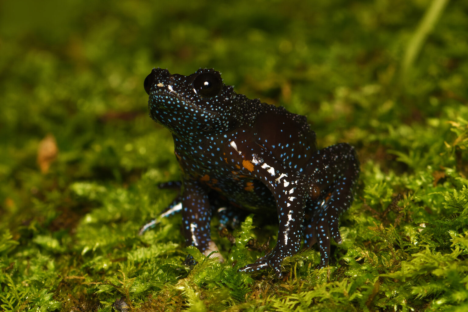 A Starry Sky on the Sanctified Forest Floor:the Galaxy Frog – Paws ...