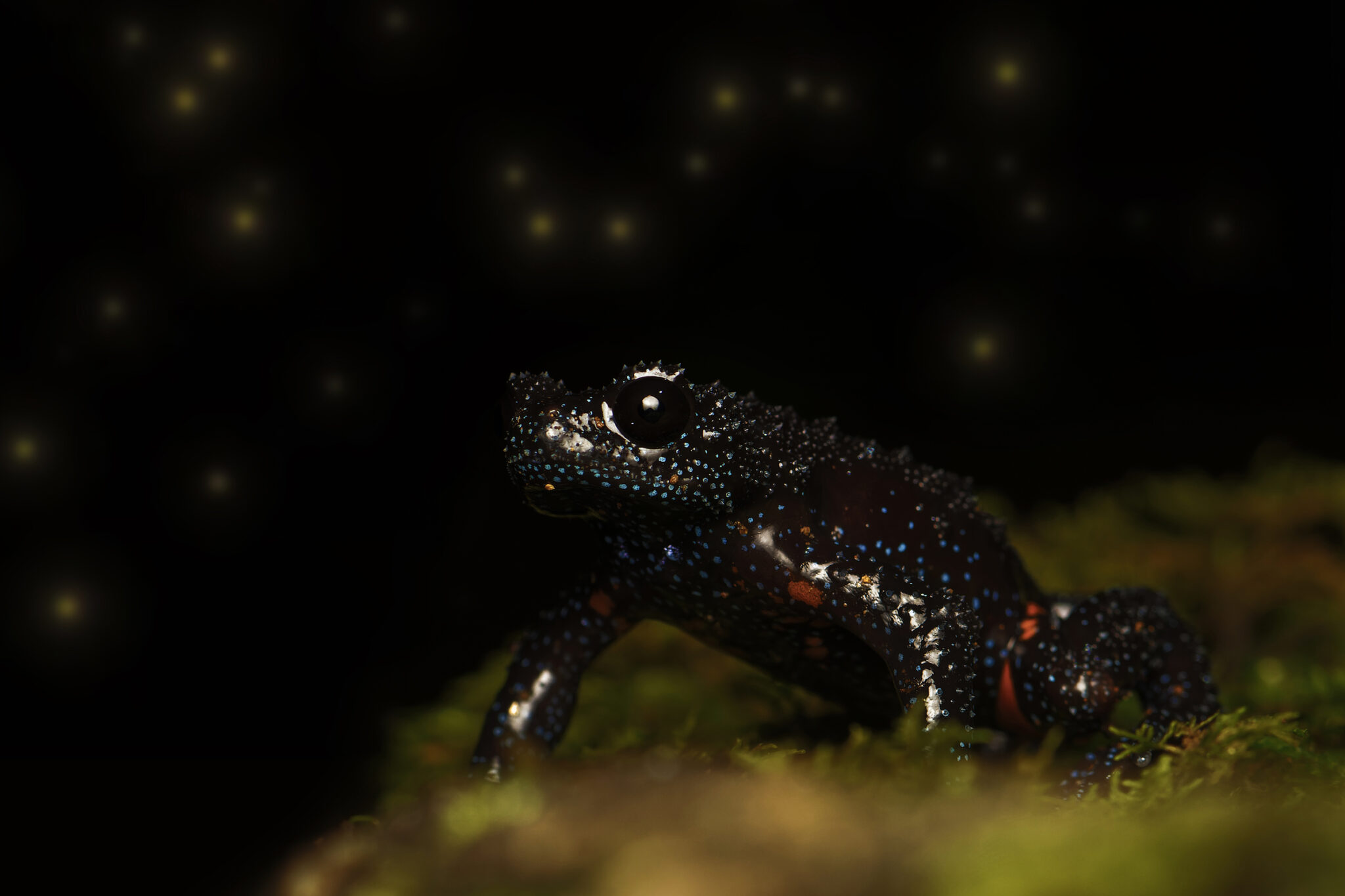 A Starry Sky on the Sanctified Forest Floor:the Galaxy Frog – Paws ...