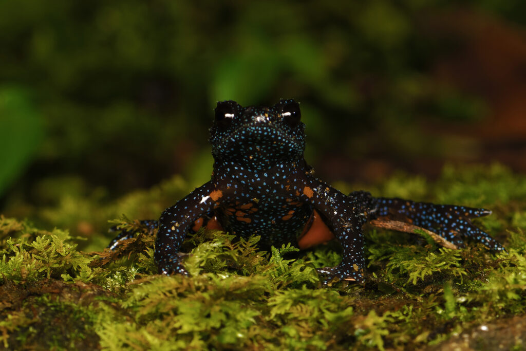 A Starry Sky on the Sanctified Forest Floor:the Galaxy Frog – Paws ...