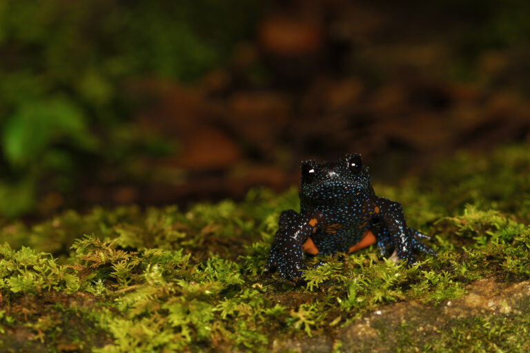 A Starry Sky on the Sanctified Forest Floor:the Galaxy Frog – Paws ...