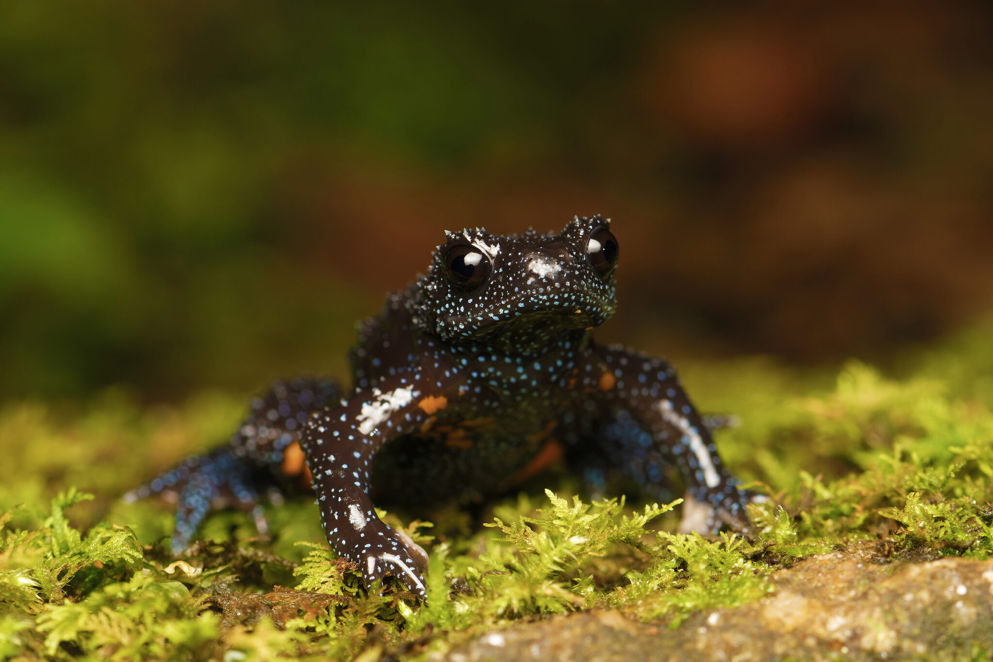 A Starry Sky on the Sanctified Forest Floor:the Galaxy Frog – Paws ...