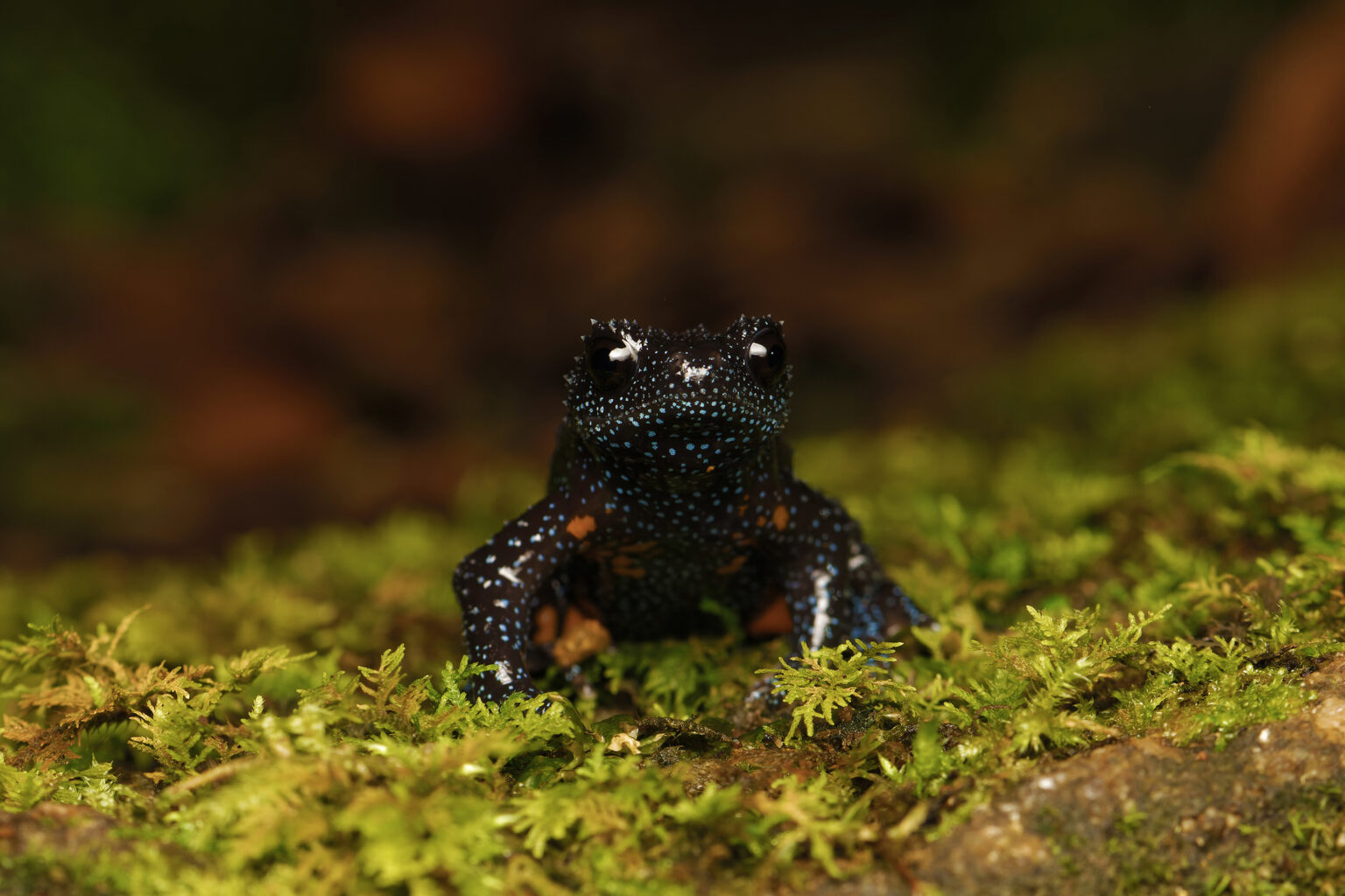 A Starry Sky on the Sanctified Forest Floor:the Galaxy Frog – Paws ...