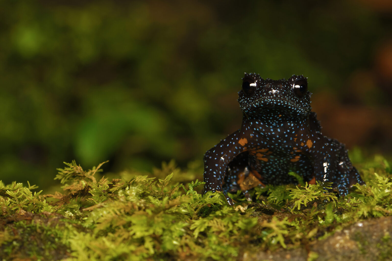 A Starry Sky on the Sanctified Forest Floor:the Galaxy Frog – Paws ...