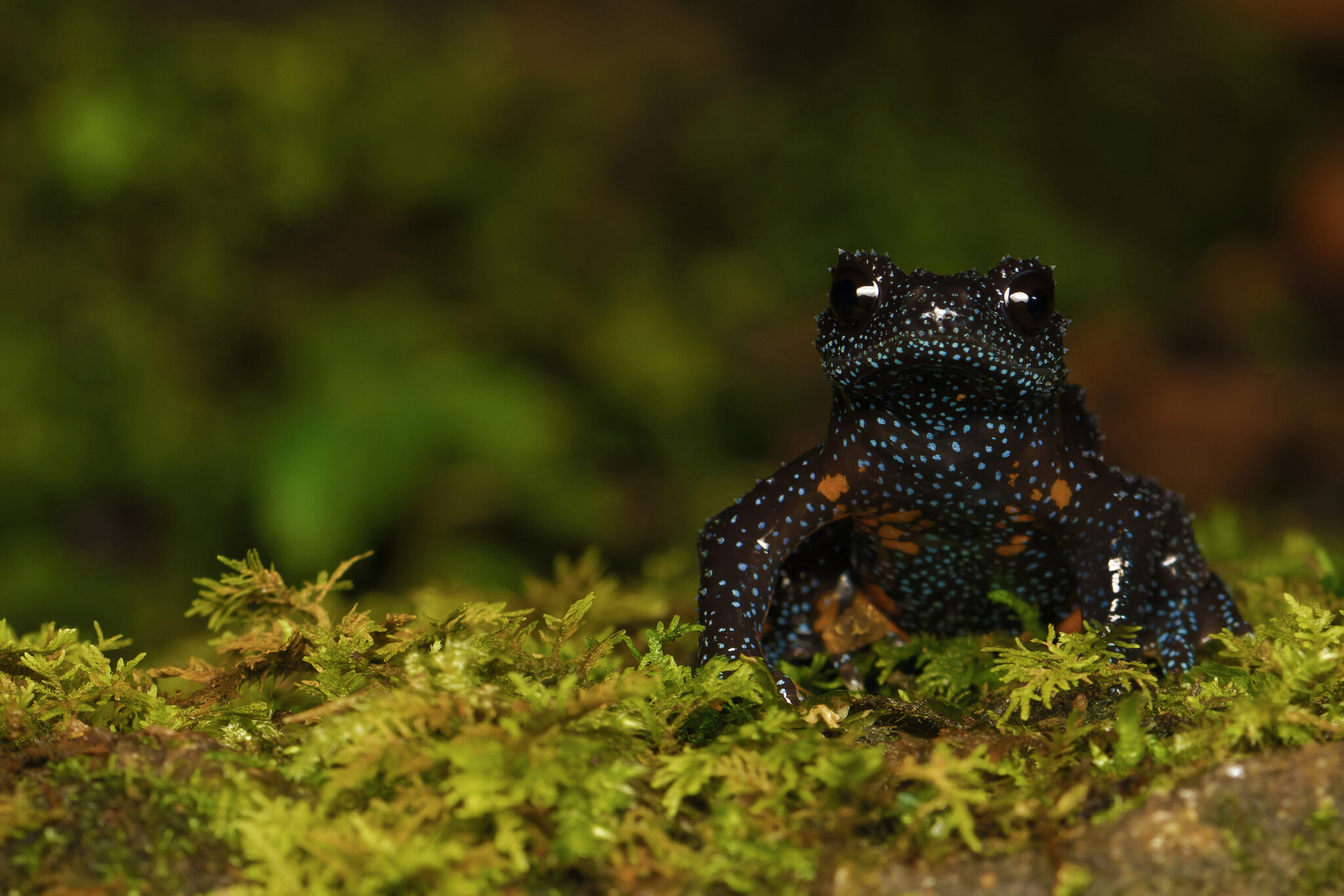 A Starry Sky on the Sanctified Forest Floor:the Galaxy Frog – Paws ...