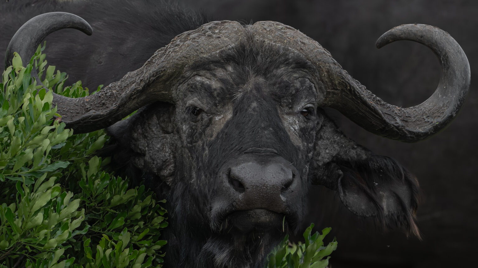 Cape Buffalo: The Boss of the Savannas – Paws Trails Magazine ...