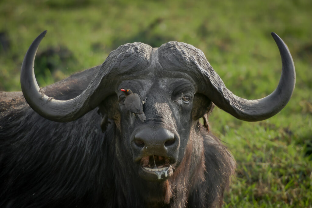Cape Buffalo: The Boss of the Savannas – Paws Trails Magazine ...