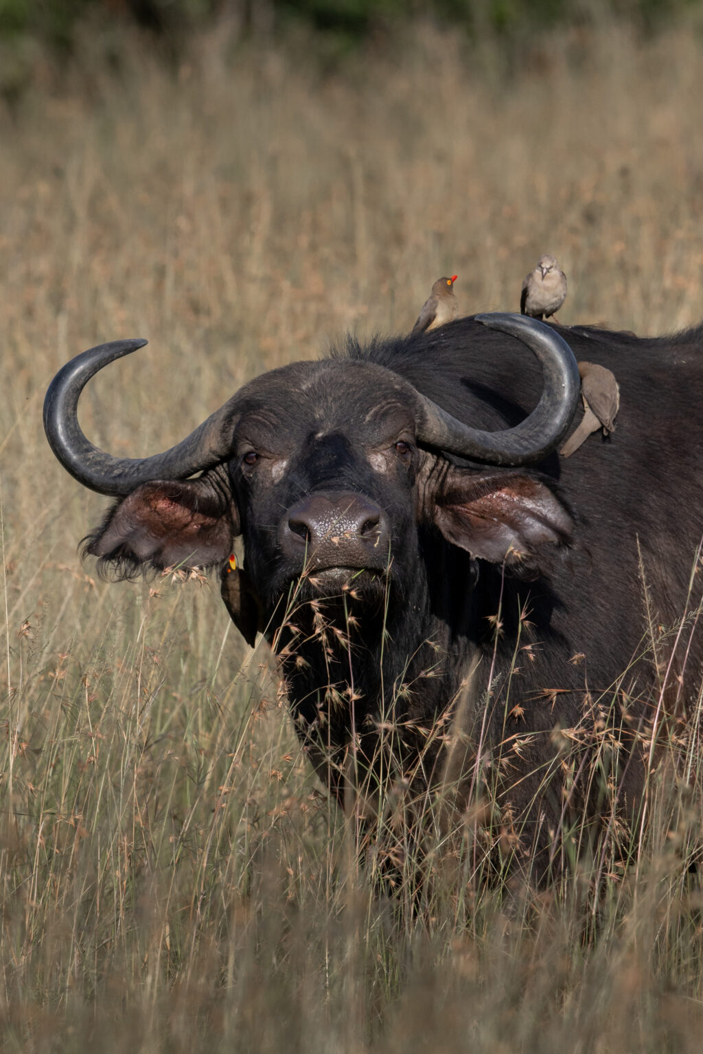 Cape Buffalo: The Boss of the Savannas – Paws Trails Magazine ...