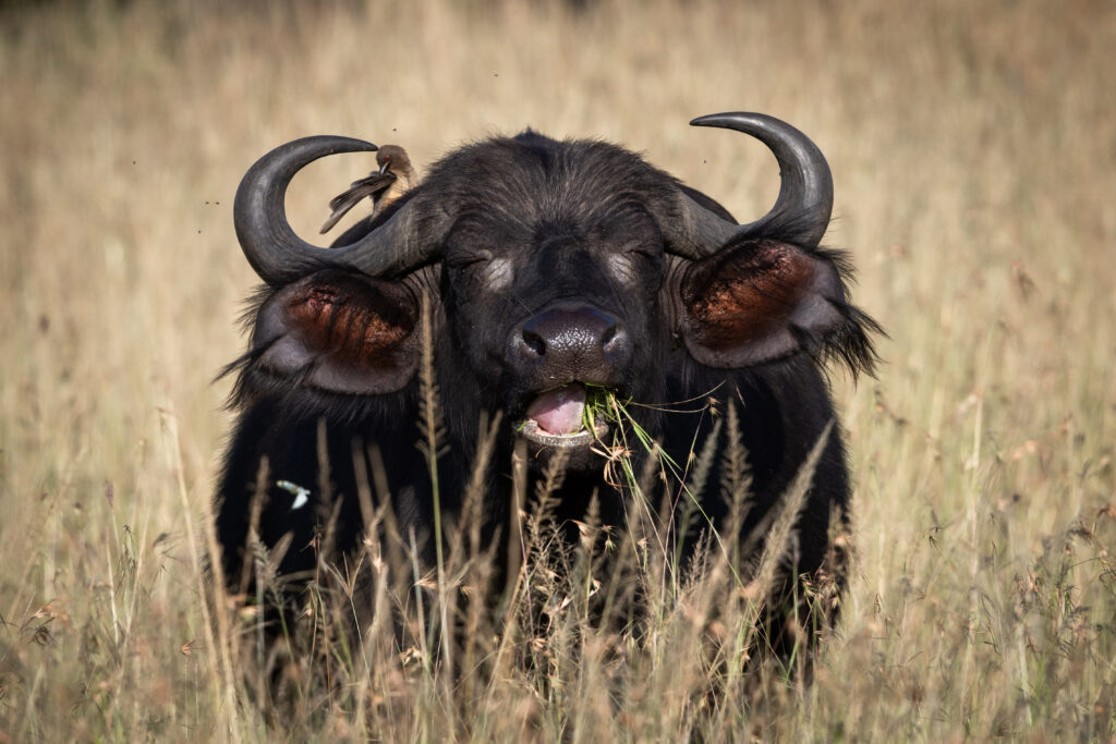 Cape Buffalo: The Boss of the Savannas – Paws Trails Magazine ...