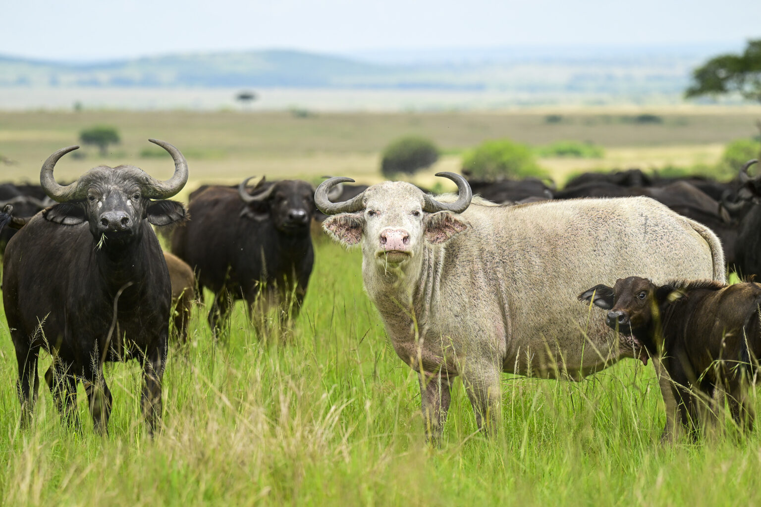 Cape Buffalo: The Boss of the Savannas – Paws Trails Magazine ...