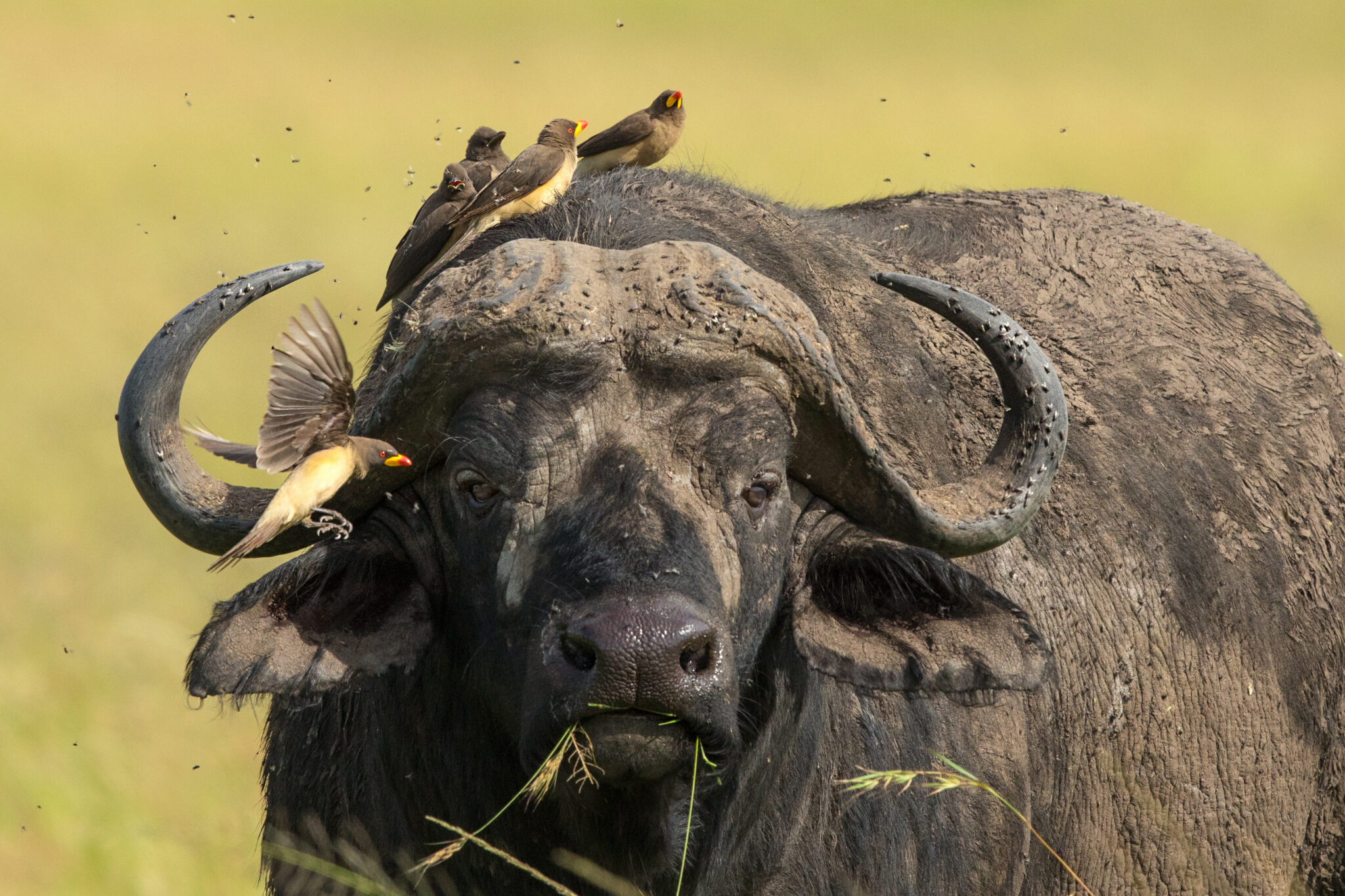 Cape Buffalo: The Boss of the Savannas – Paws Trails Magazine ...