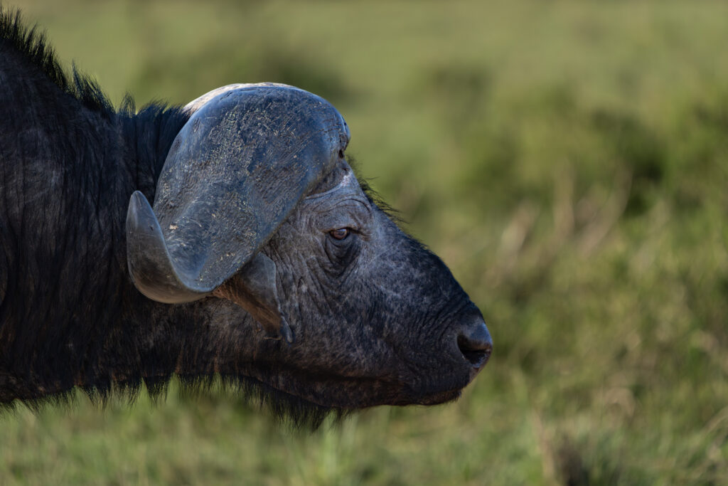 Cape Buffalo: The Boss of the Savannas – Paws Trails Magazine ...