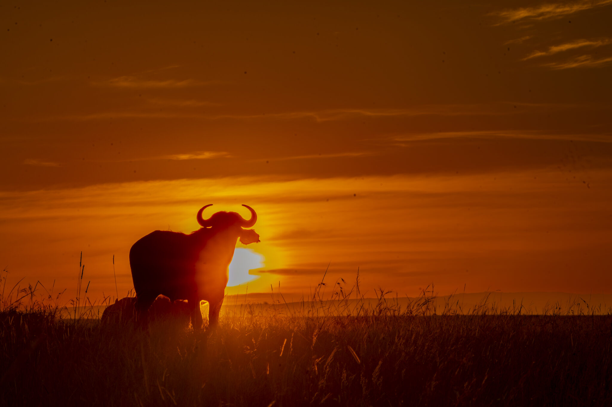 Cape Buffalo: The Boss of the Savannas – Paws Trails Magazine ...