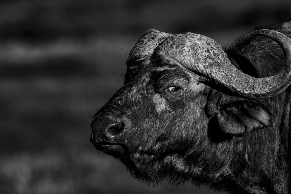 Cape Buffalo: The Boss of the Savannas – Paws Trails Magazine ...