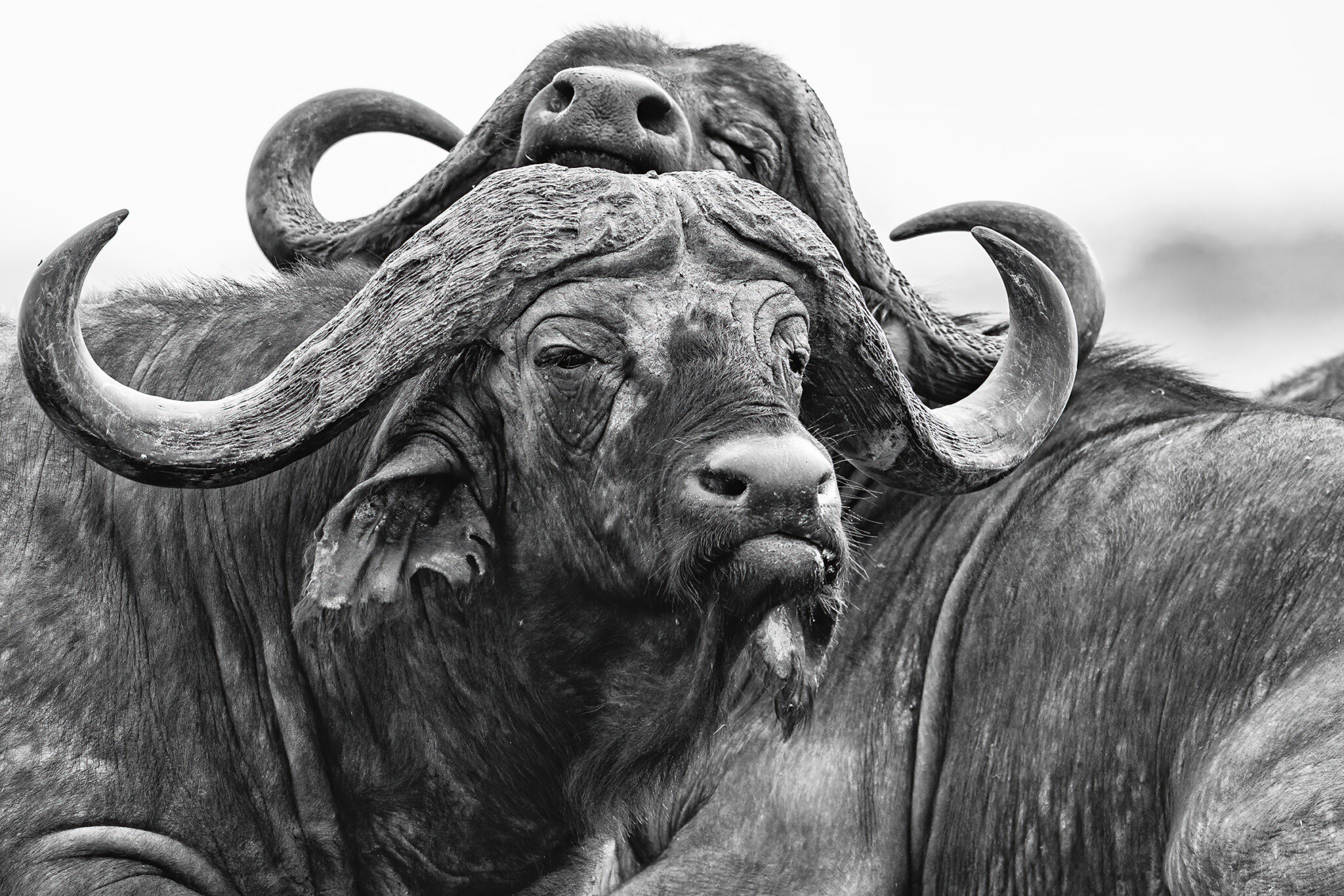 Cape Buffalo: The Boss of the Savannas – Paws Trails Magazine ...