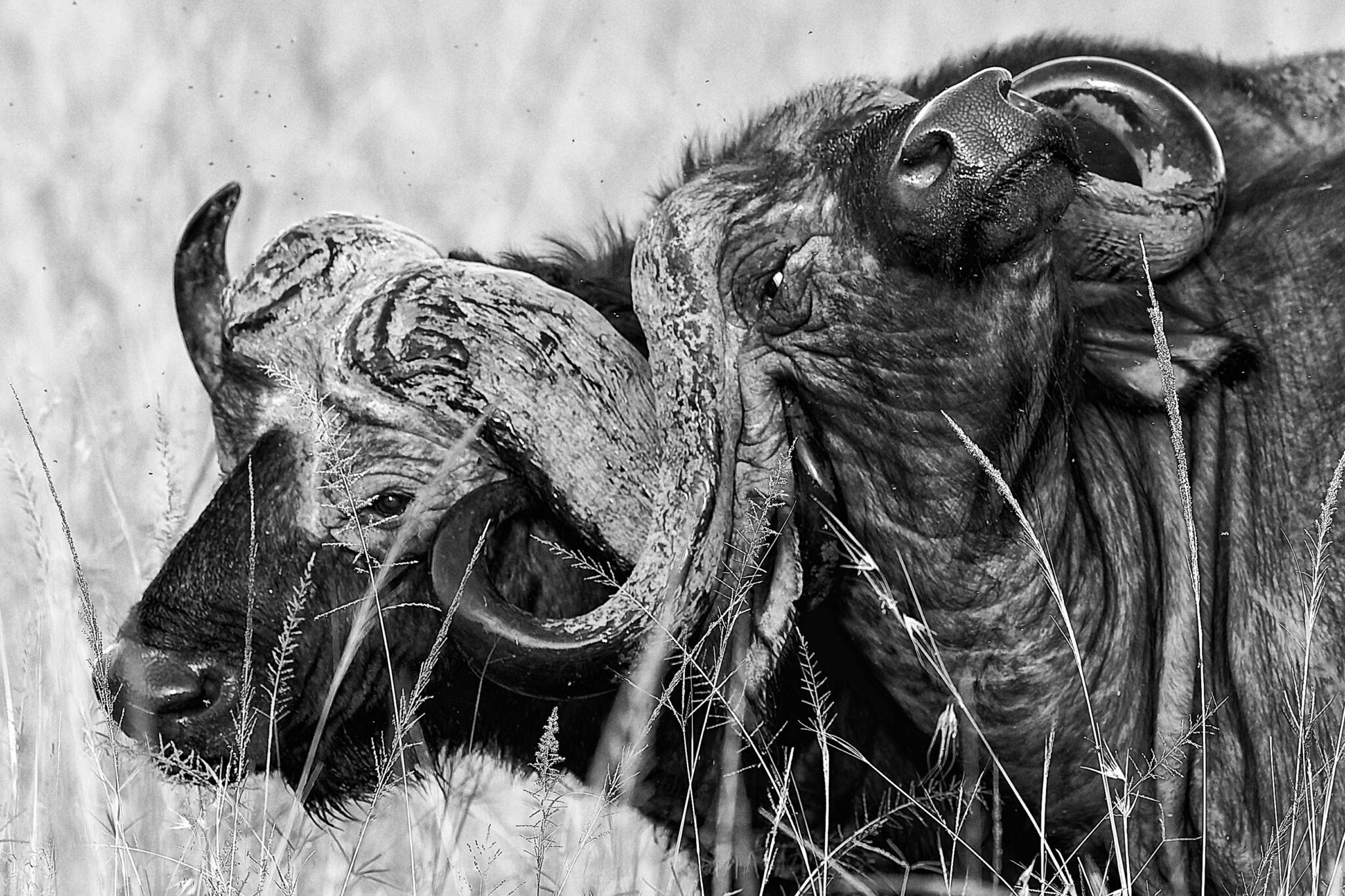 Cape Buffalo: The Boss of the Savannas – Paws Trails Magazine ...