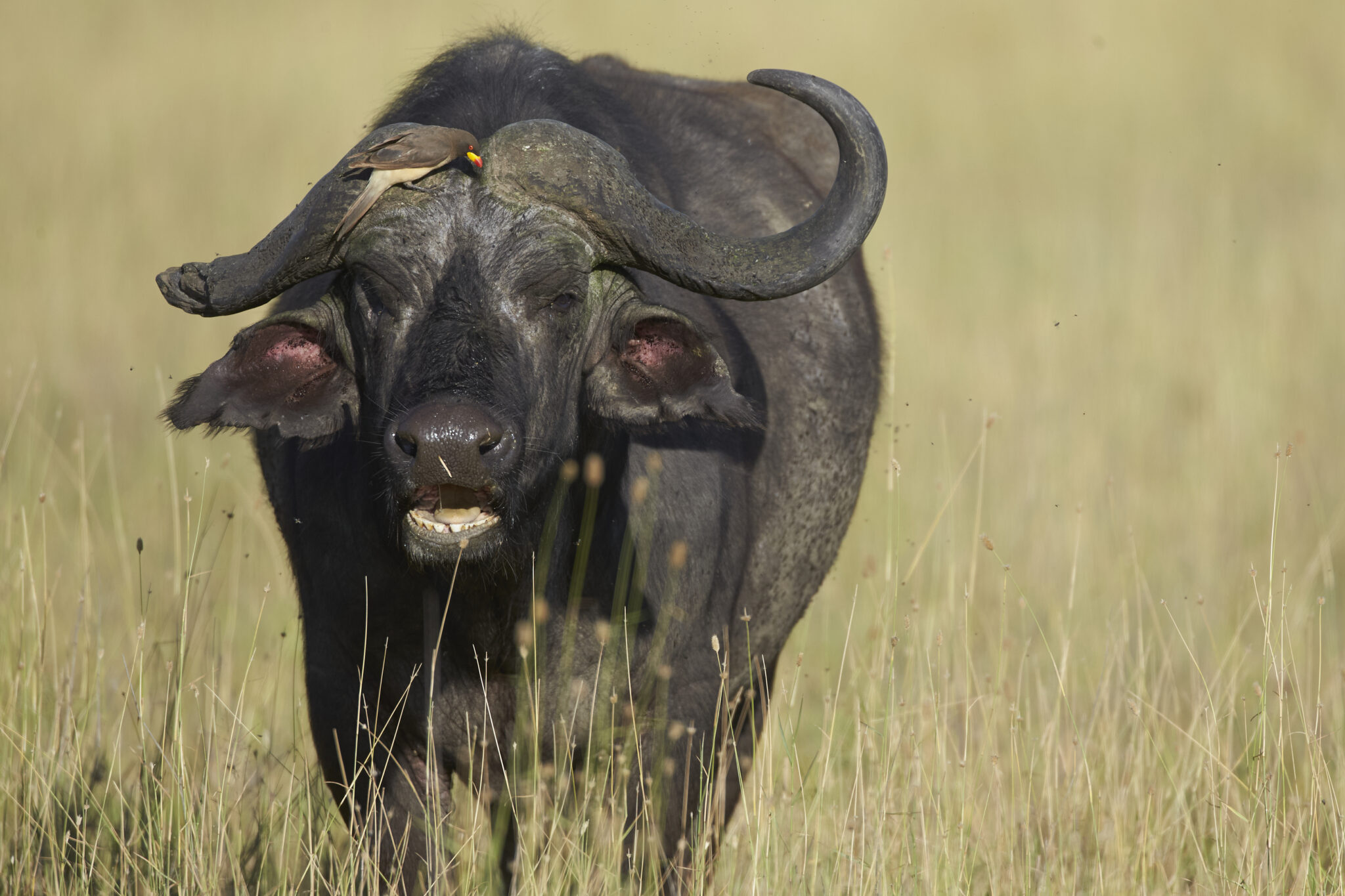 Cape Buffalo: The Boss of the Savannas – Paws Trails Magazine ...